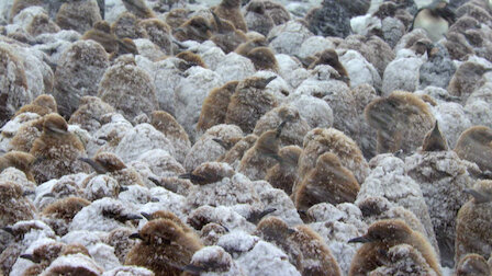 Watch If I Were an Animal | Netflix