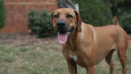 Watch Dogs | Netflix Official Site