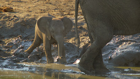 Watch If I Were an Animal | Netflix