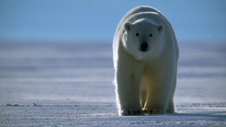 Watch Animal | Netflix Official Site