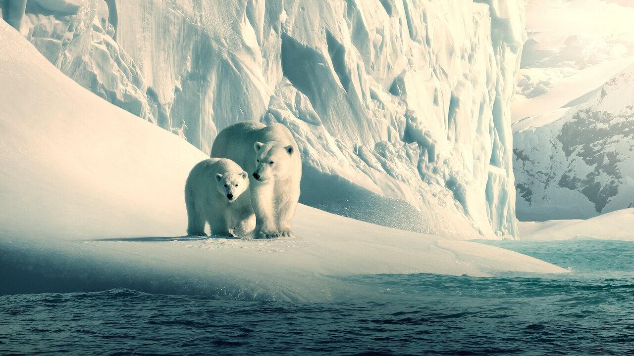 Our Planet | Netflix Official Site Our Planet | Netflix Official Site