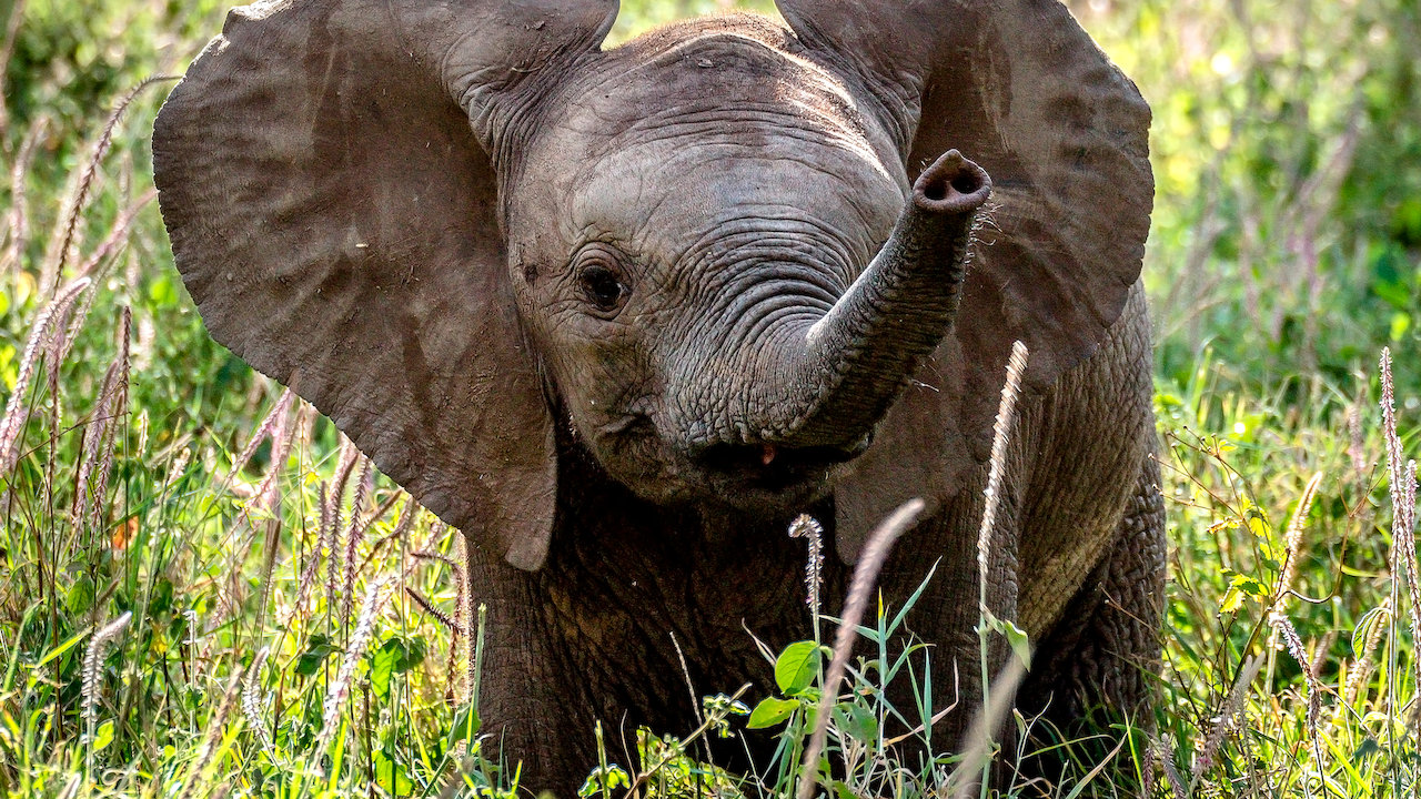 Baby Animals in the Wild | Netflix