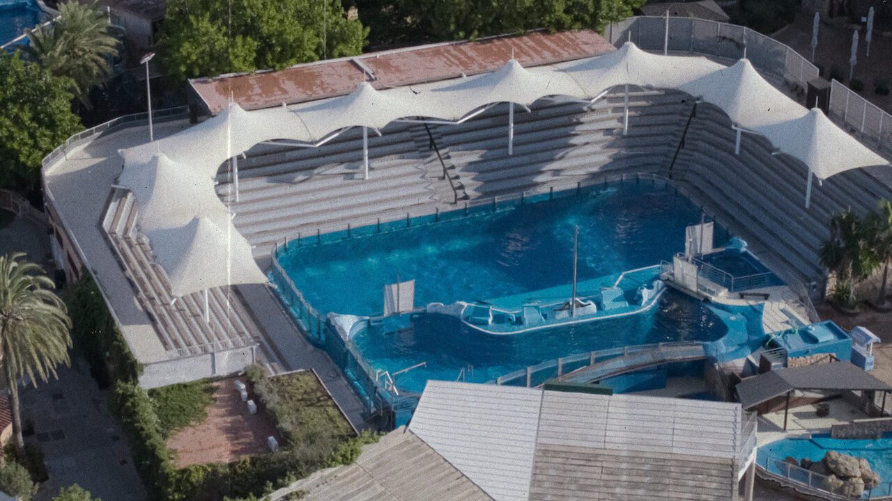 Watch The Last Dolphin King | Netflix Official Site