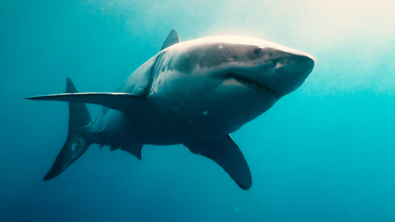 Tiburones 3D: Los reyes del océano | Netflix