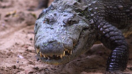 72 Dangerous Animals: Asia | Netflix Official Site