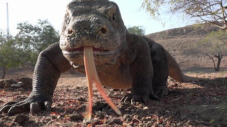 72 Dangerous Animals: Asia | Netflix Official Site